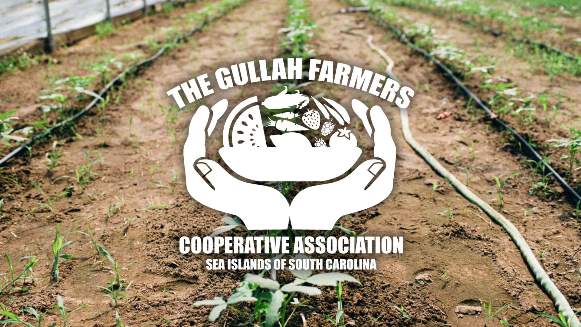 Gullah Food & Culture | Gullah Farmers Cooperative Association